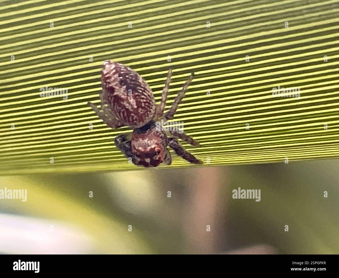 Garden Jumping Spiders (Opisthoncus), Arachnida, Melbourne VIC ...