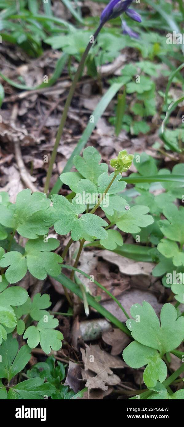 Moschatel (Adoxa moschatellina), Plantae, Coventry CV4, UK Stock Photo ...
