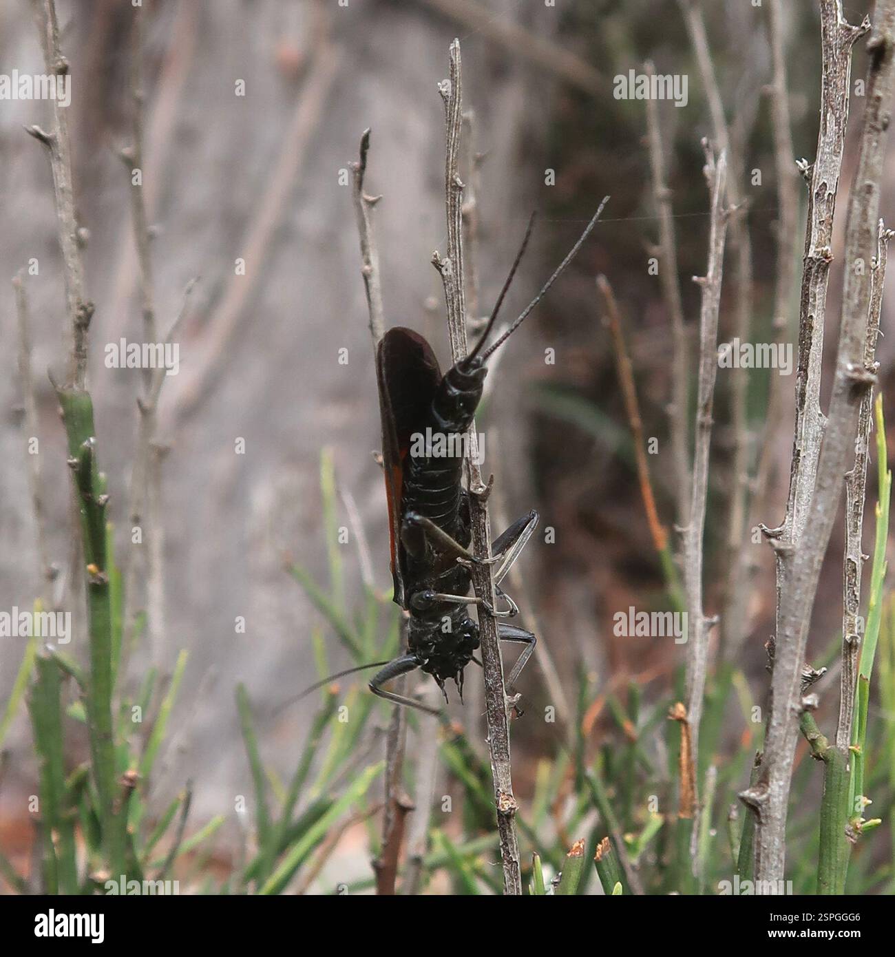 (Eusthenia lacustris), Insecta, Lake Sorell, Interlaken, Tasmania ...