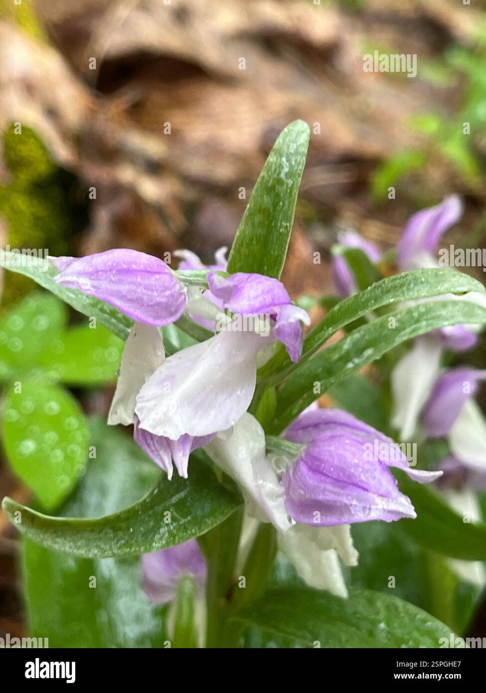 showy orchis (Galearis spectabilis), Plantae, Macon County, NC, USA ...