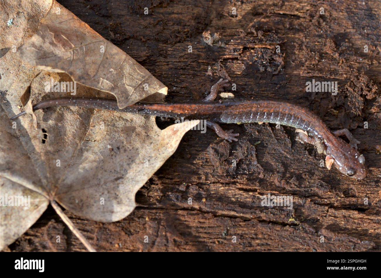 Eastern Red-backed Salamander (Plethodon cinereus), Amphibia, Lawrence ...