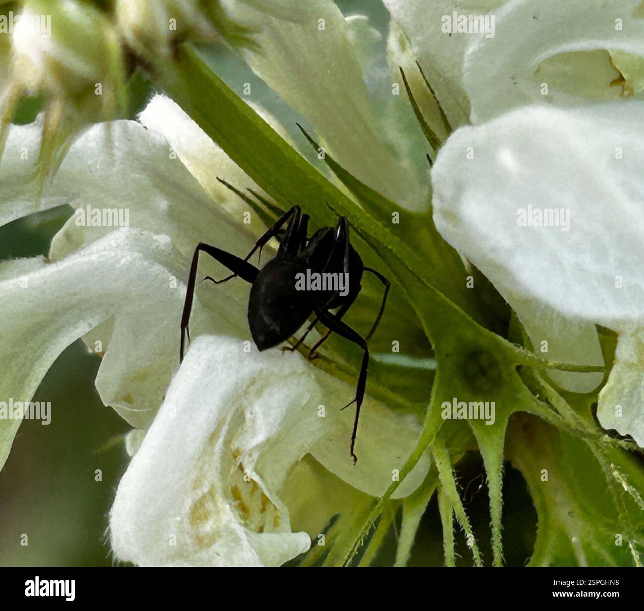 Japanese Carpenter Ant (Camponotus japonicus), Insecta, Hongshan ...