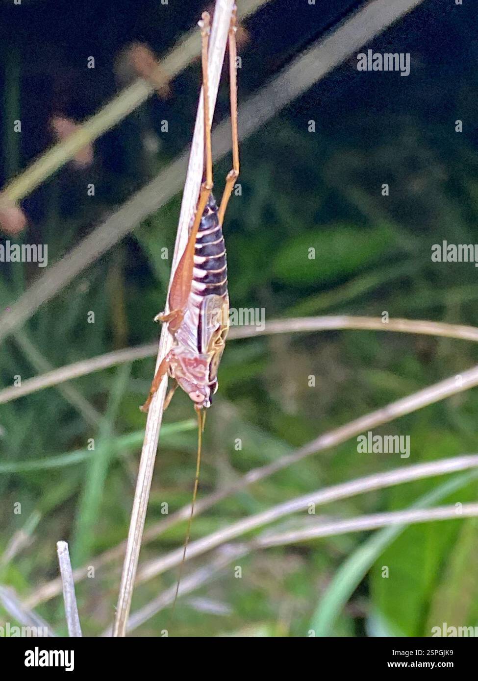 (Conocephalus semivittatus semivittatus), Insecta, Warwick - North, AU ...