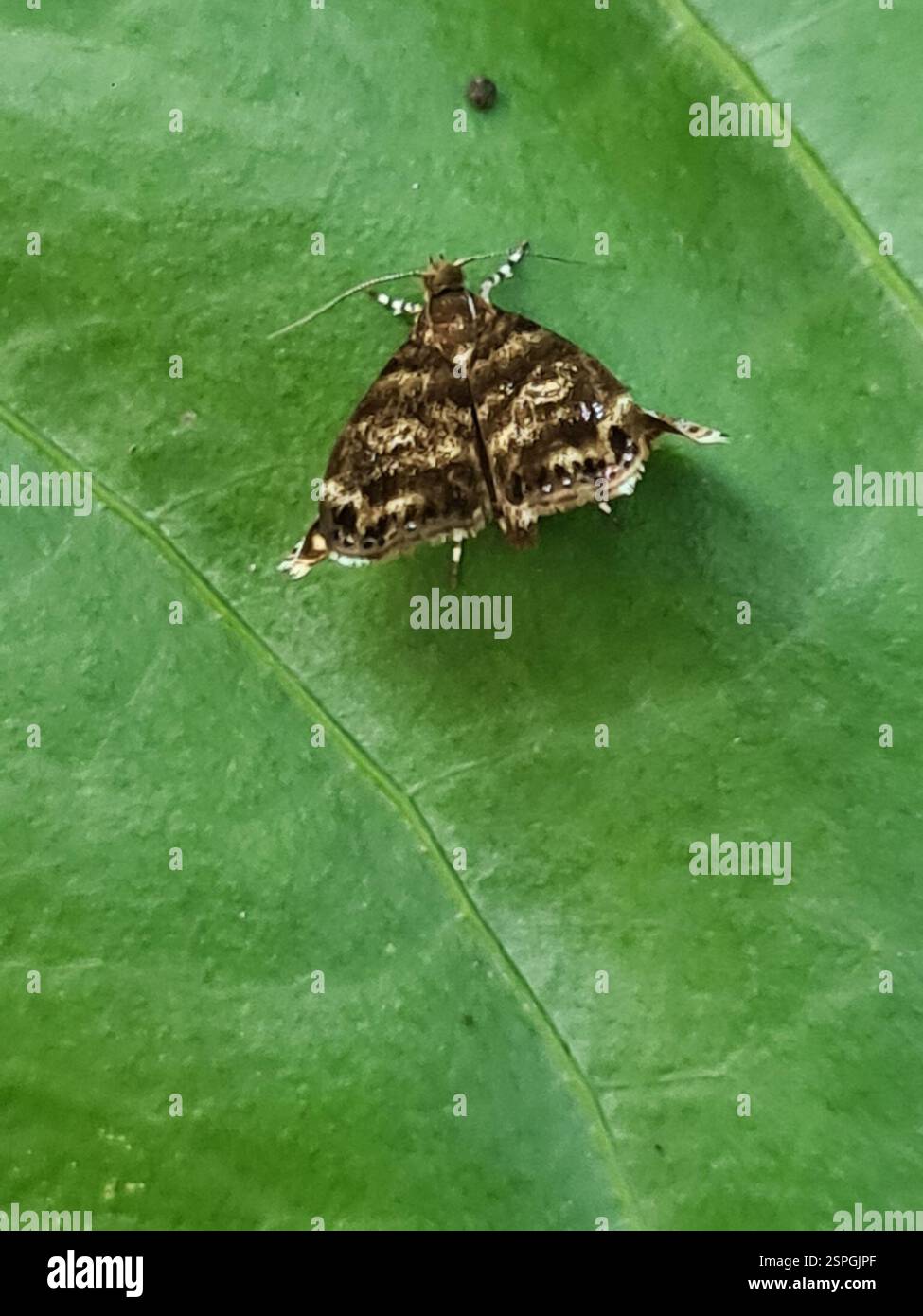 Metalmark Moths (Choreutidae), Insecta, Kwakoegron, Suriname Stock ...