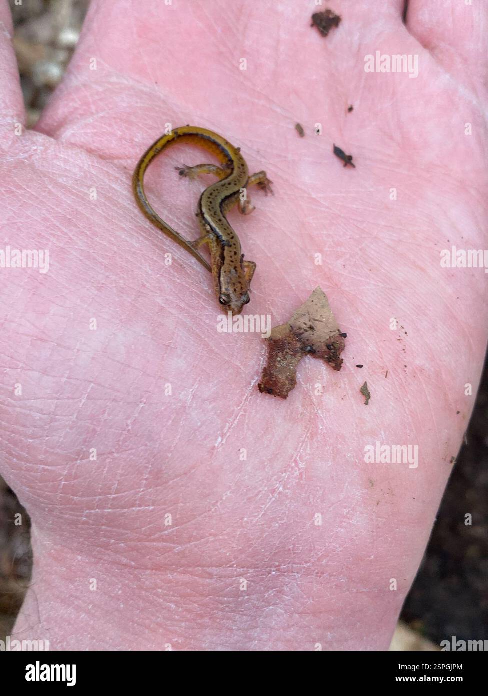 Southern Two-lined Salamander (Eurycea cirrigera), Amphibia, Shawnee ...