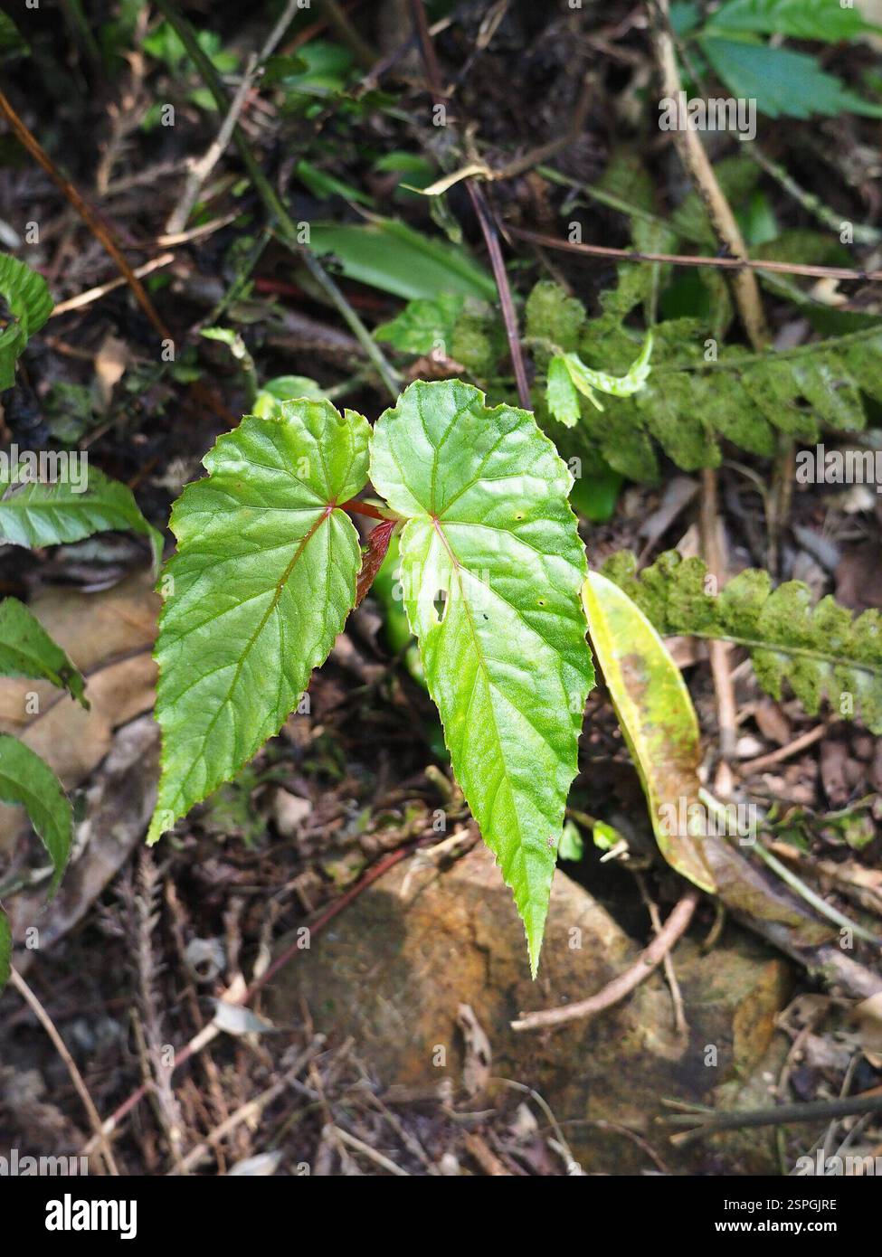 Perpetual Begonia (Begonia longifolia), Plantae, 台灣新北市 Stock Photo - Alamy