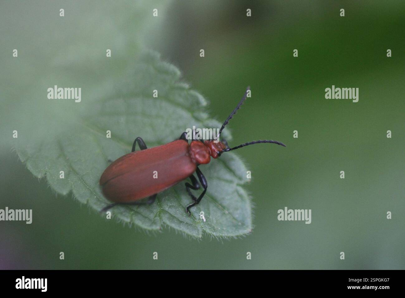 Common Cardinal Beetle (Pyrochroa serraticornis), Insecta, 38690 ...