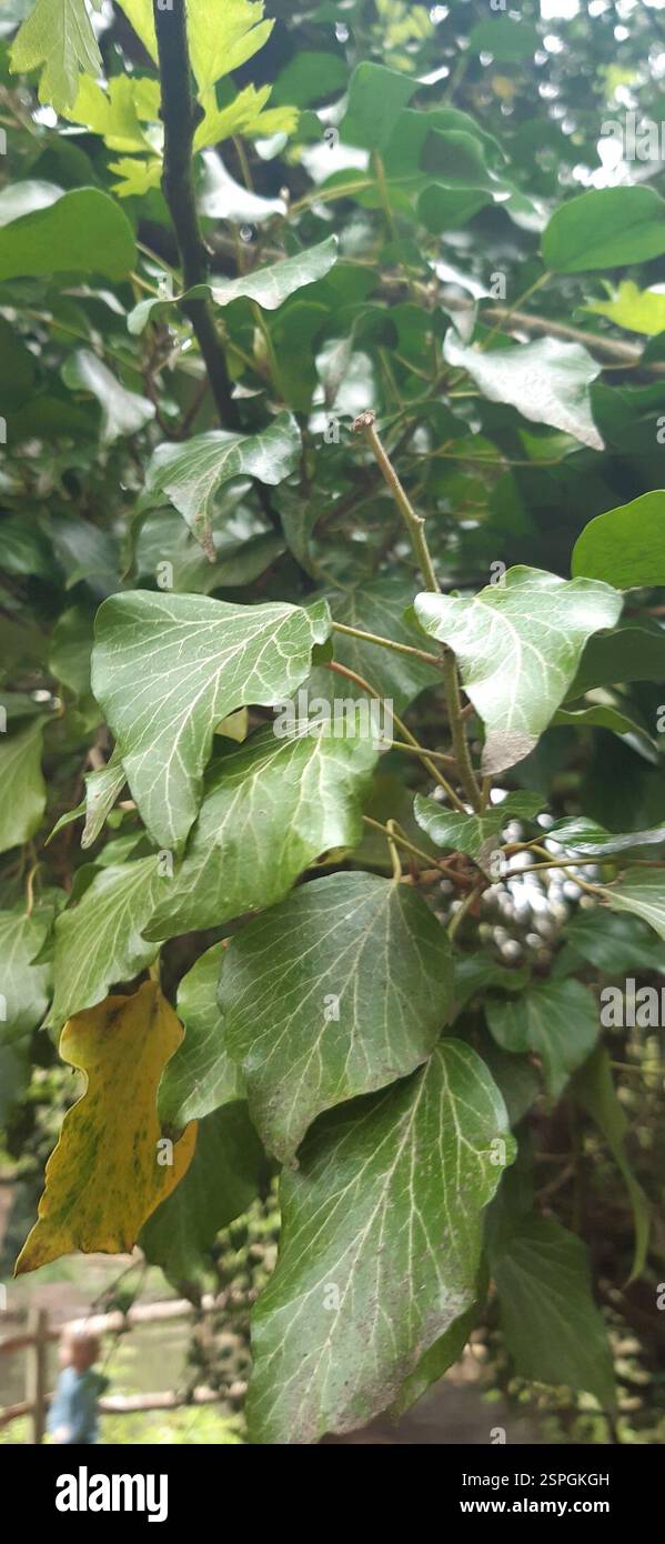 common ivy (Hedera helix), Plantae, Coventry CV6, UK Stock Photo - Alamy