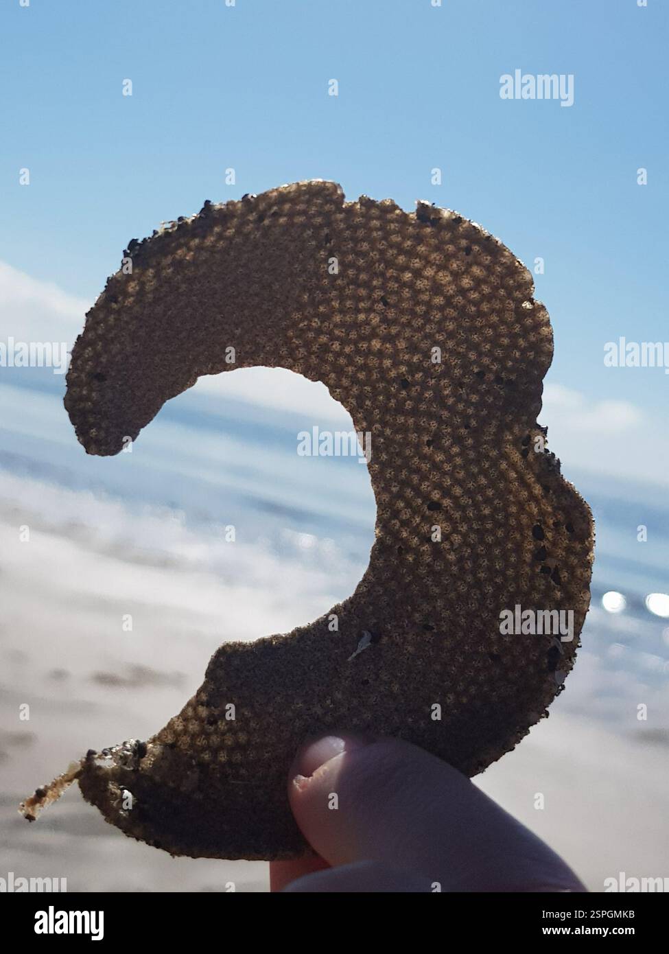 Moon Snails (Naticidae), Mollusca, North Ayrshire Council, UK Stock ...