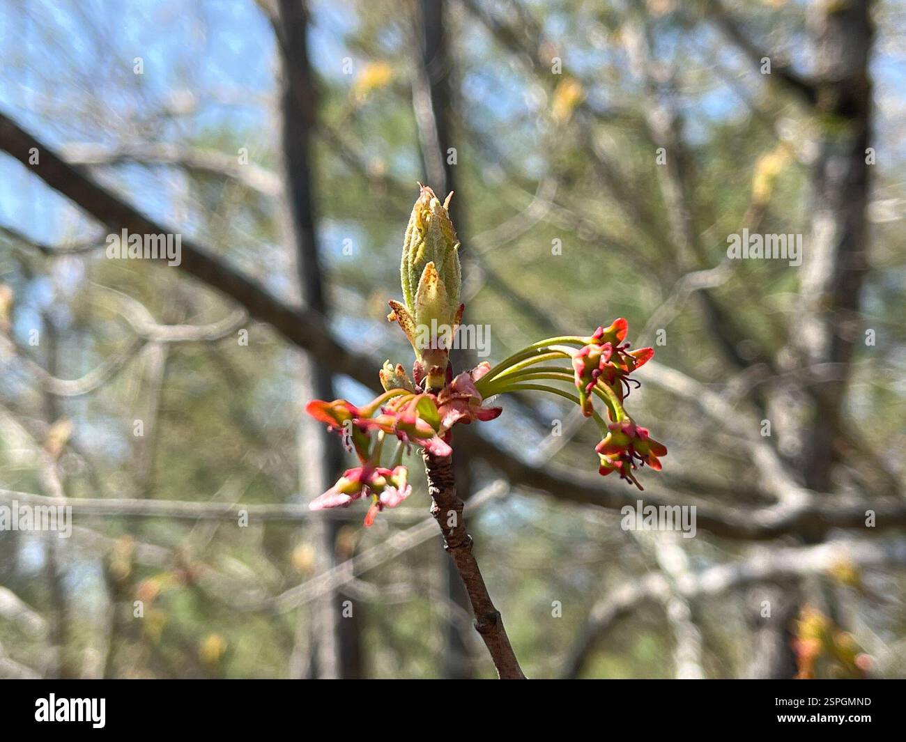 red maple (Acer rubrum), Plantae, Hall Bridge Rd, Westminster, VT, US ...