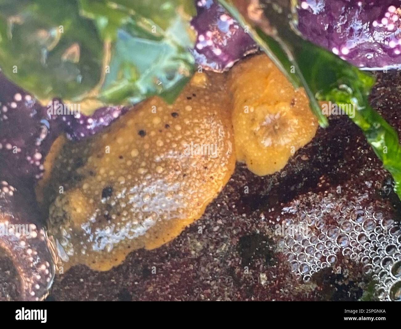 Monterey Dorid (Doris montereyensis), Mollusca, Salish Sea, Campbell ...