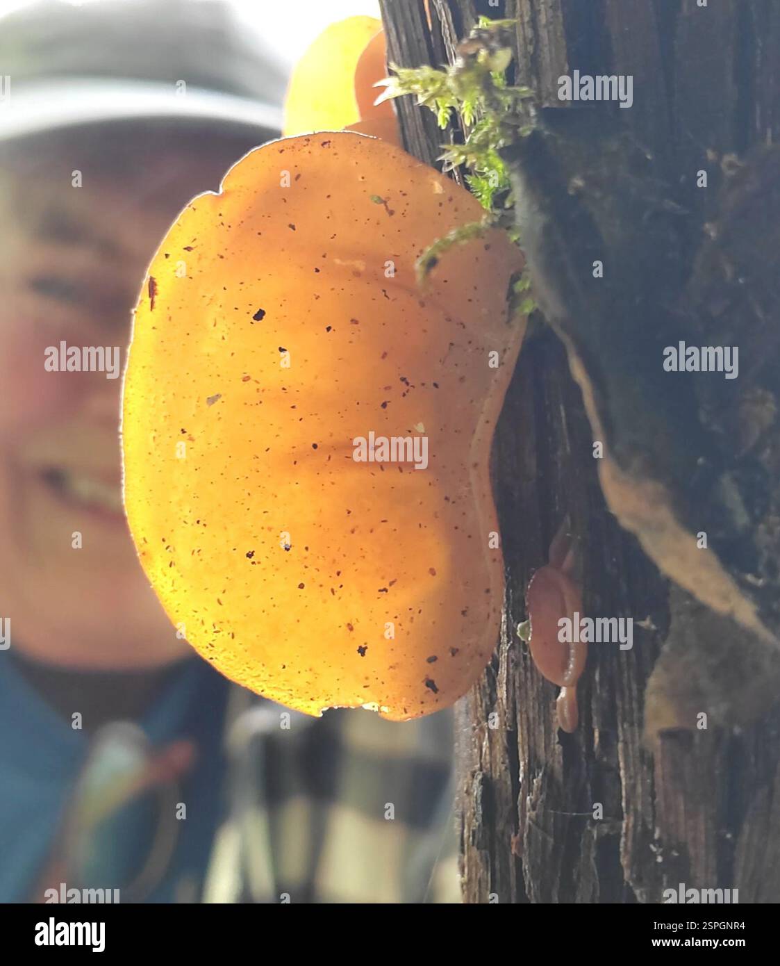 Jelly Tree Ear (Auricularia americana), Fungi, Lexington, KY 40515, USA ...