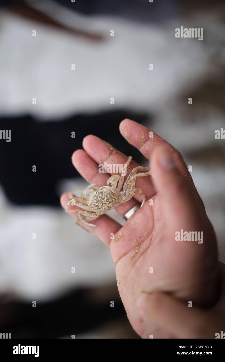 hand holding crab cubs Stock Photo - Alamy
