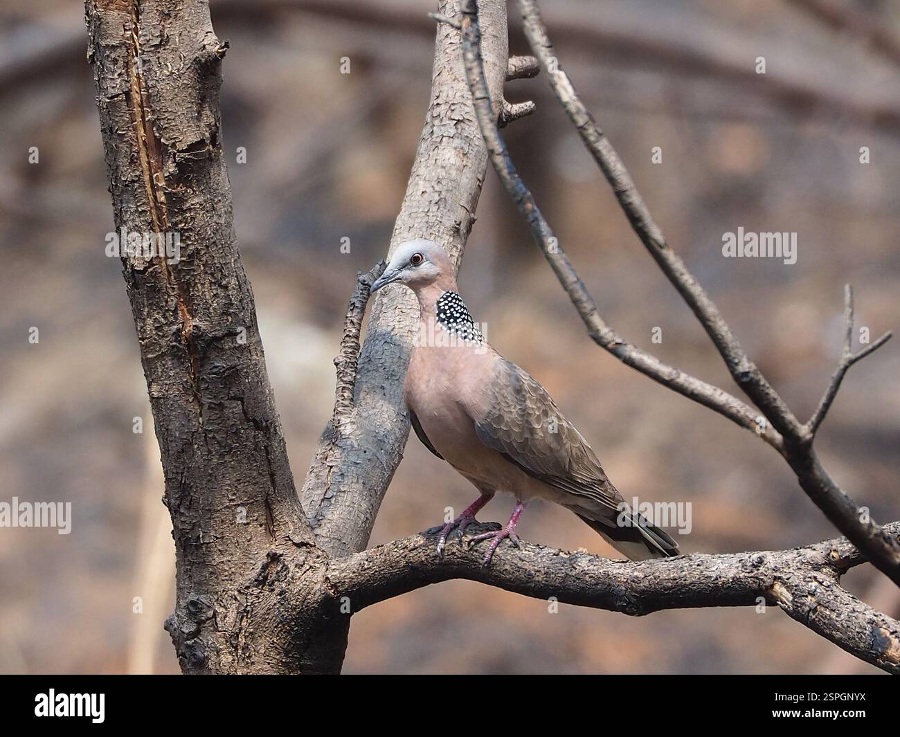 Chinese Spotted Dove (Spilopelia chinensis chinensis), Aves, 台灣台中市 ...
