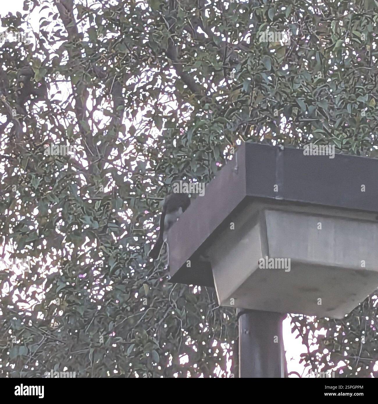 Black Phoebe (Sayornis nigricans), Aves, Anderson at Alvarado SB, Davis ...