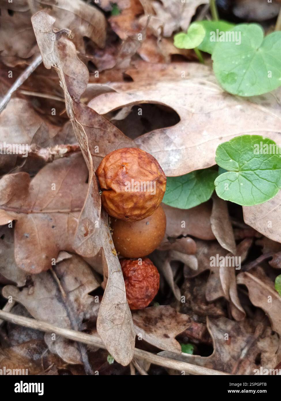 Cherry Gall Wasp (Cynips quercusfolii), Insecta, Meyrin, Switzerland ...