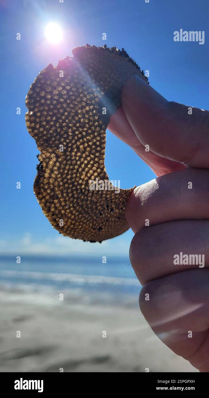 Moon Snails (Naticidae), Mollusca, North Ayrshire Council, UK, Eggs ...