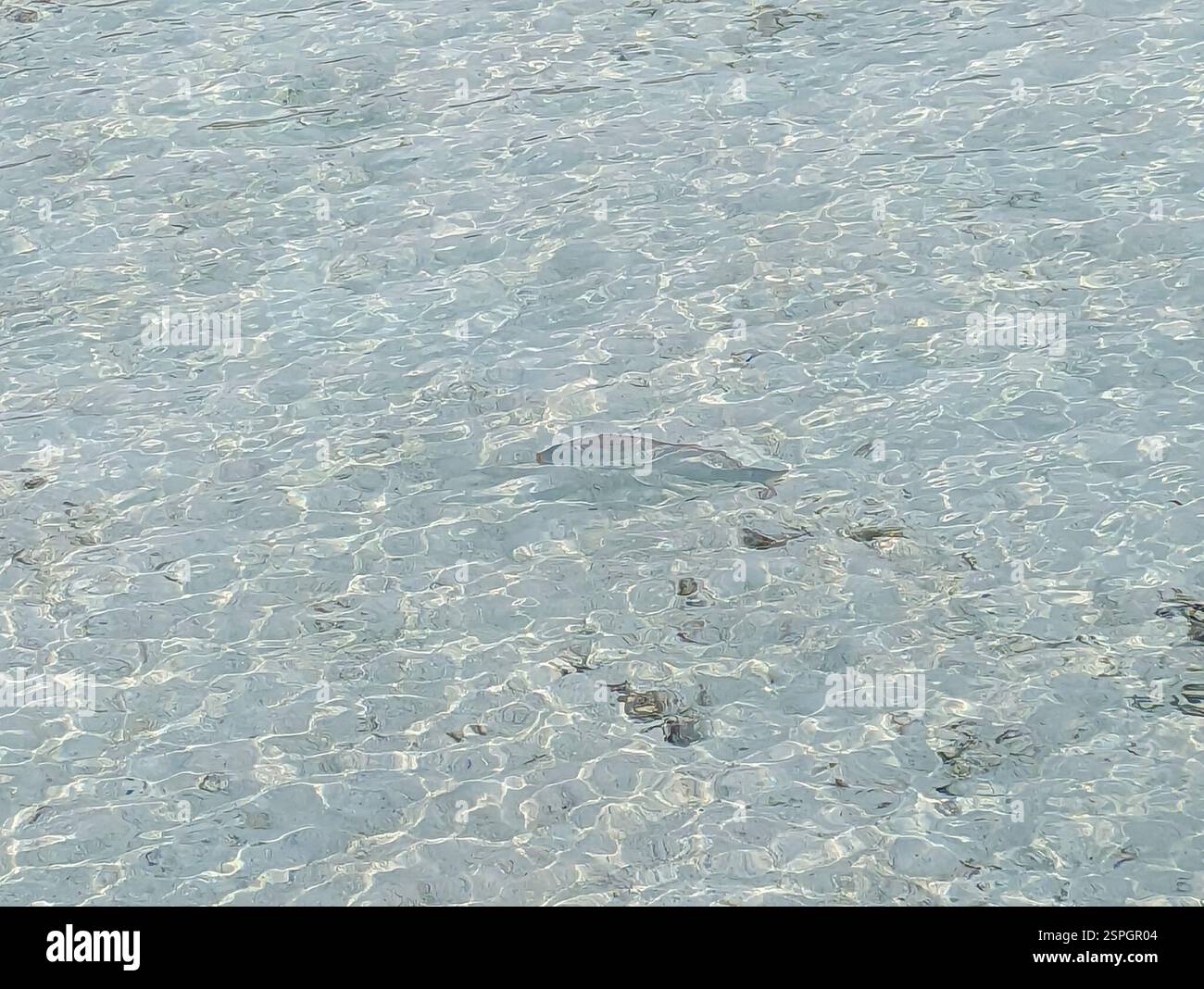 Ray-finned Fishes (Actinopterygii), Actinopterygii, Kaafu Atoll ...