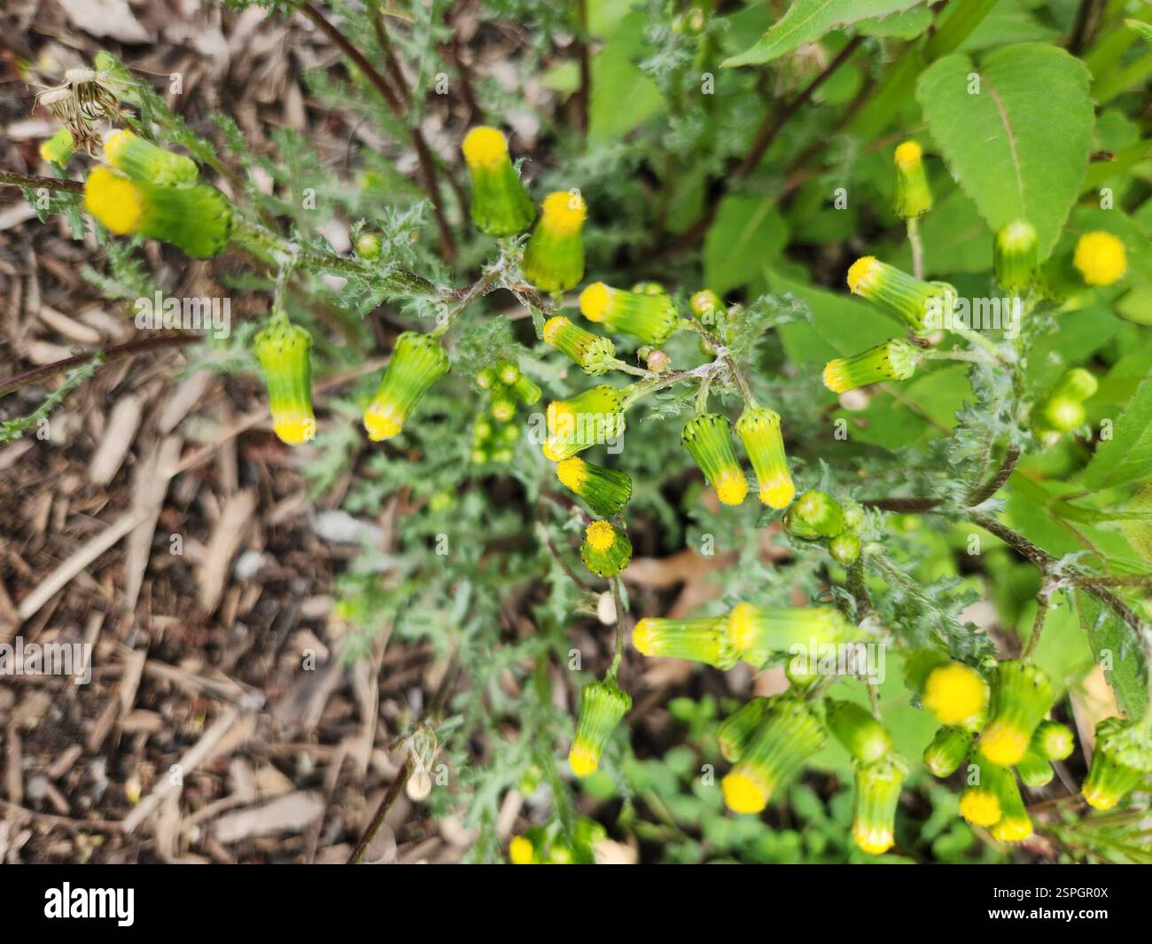 Common groundsel seed heads hi-res stock photography and images - Alamy