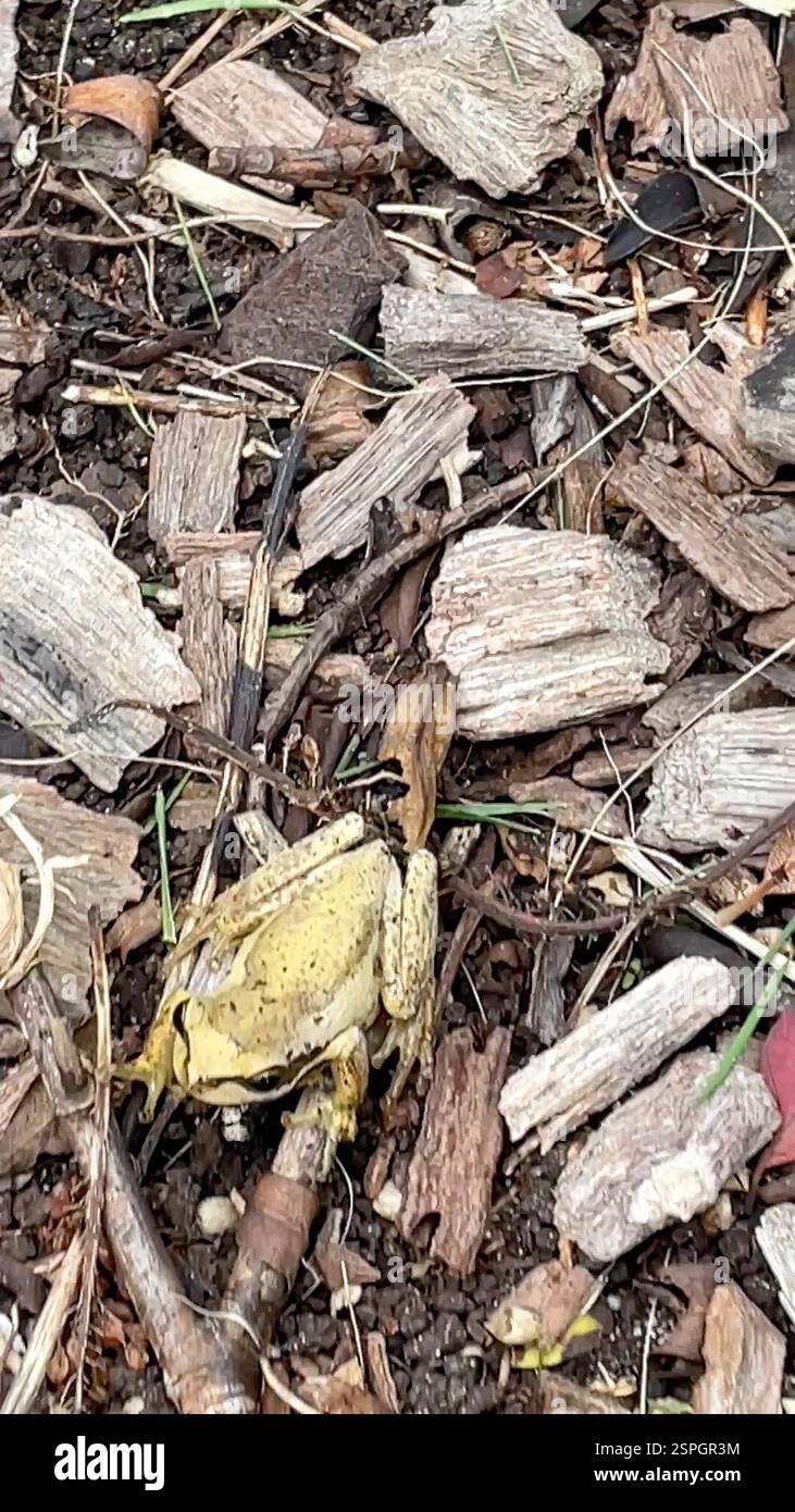 Brown Tree Frog (Litoria ewingii), Amphibia, Melbourne VIC, Australia ...