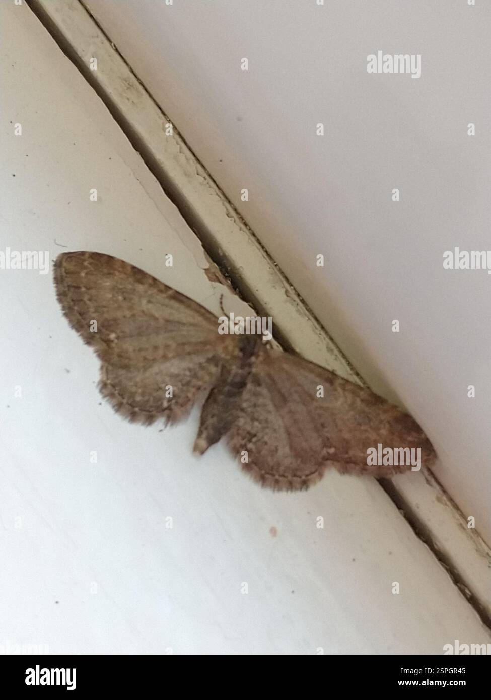 Common Pug (Eupithecia vulgata), Insecta, Corsham, UK Stock Photo - Alamy