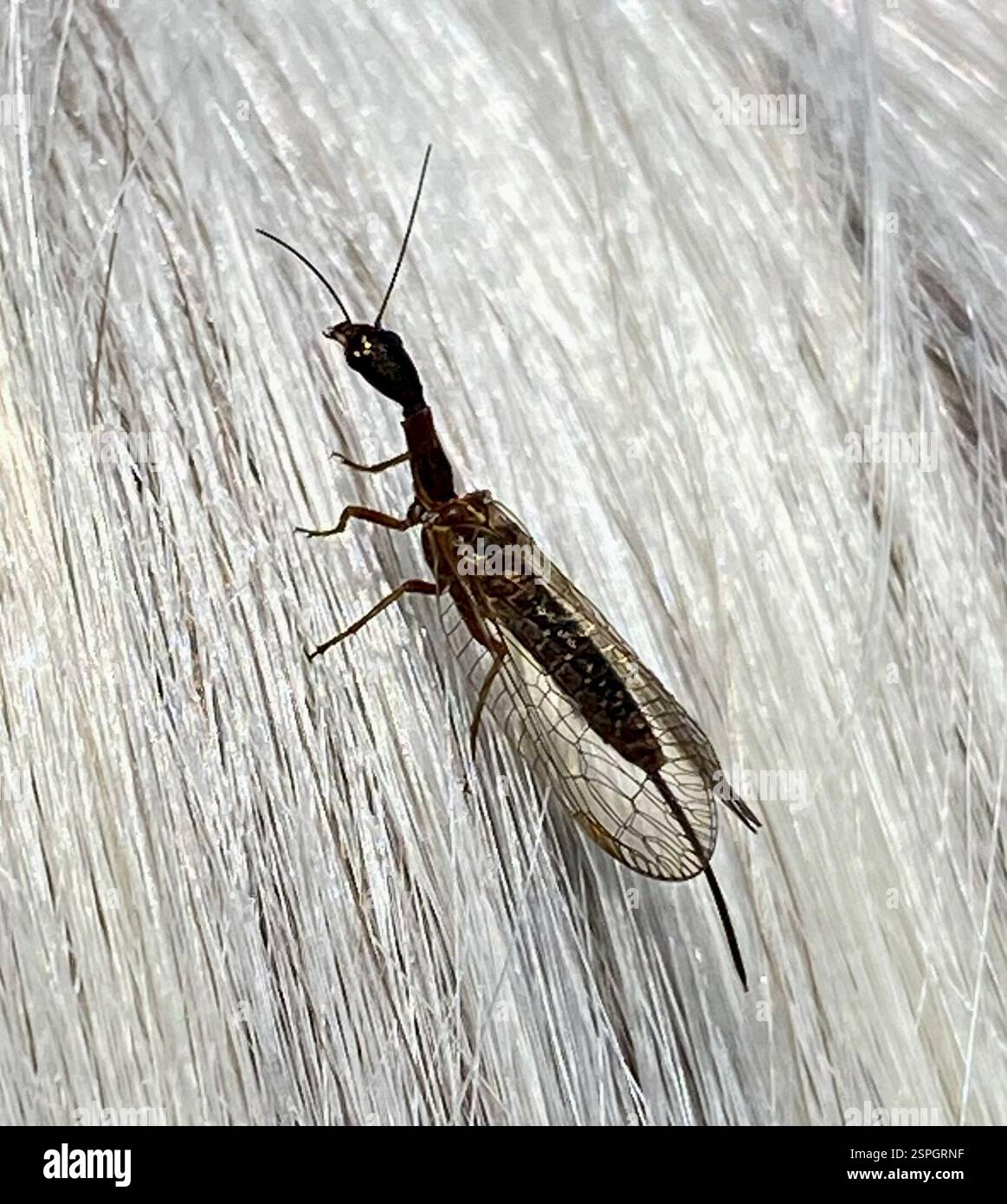 Common Snakeflies (Agulla), Insecta, Fort Ord National Monument ...