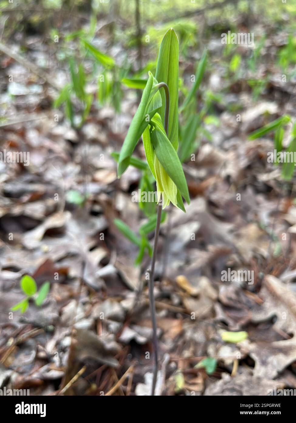 perfoliate bellwort (Uvularia perfoliata), Plantae, Rainbow Lake ...