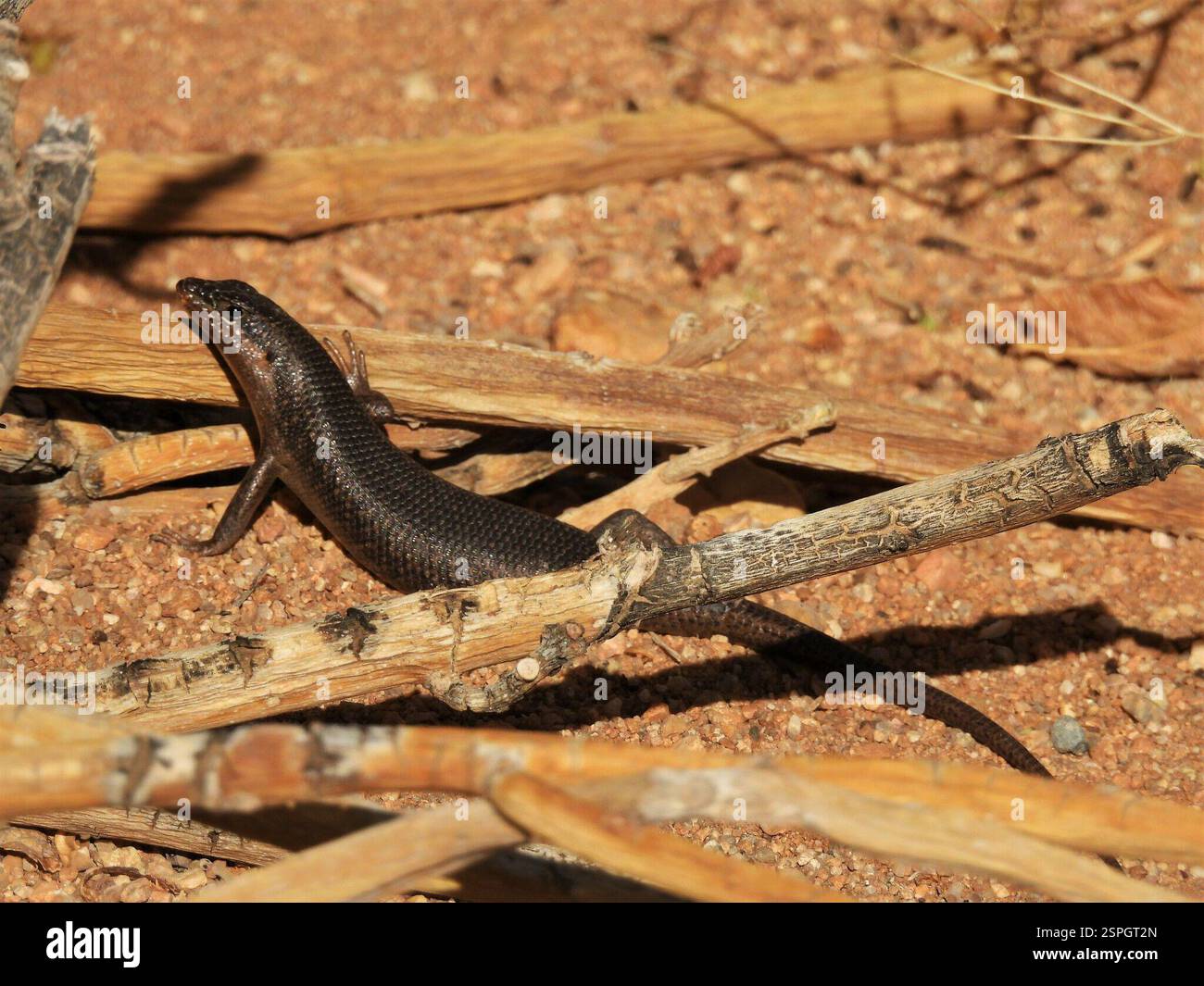 Karasburg Tree Skink (Trachylepis sparsa), Reptilia, Klein-Aus Vista ...