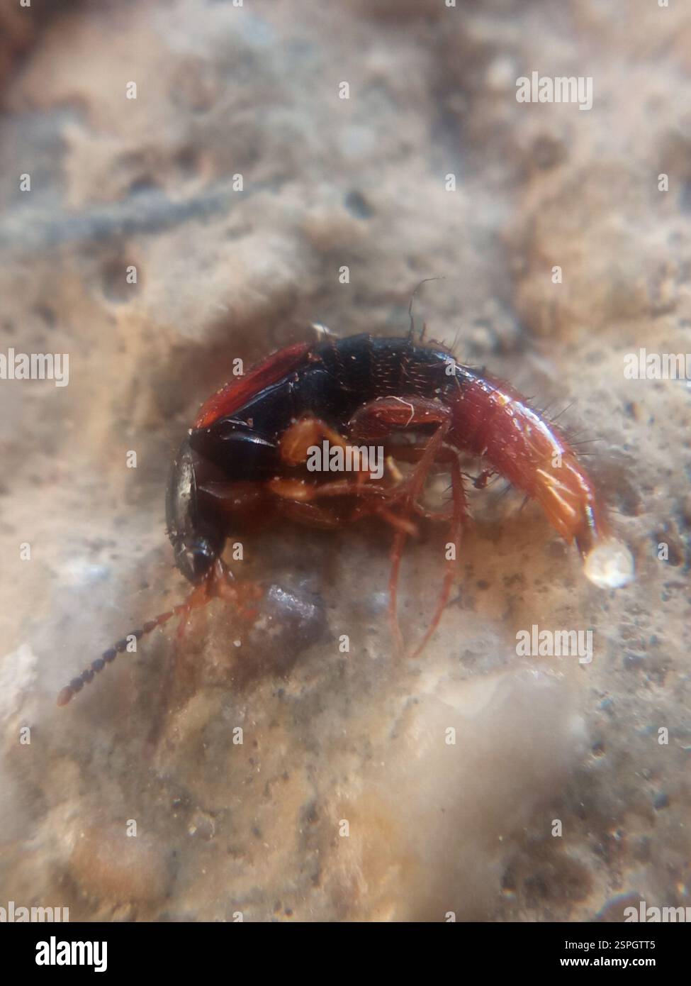 Bolitobius hi-res stock photography and images - Alamy