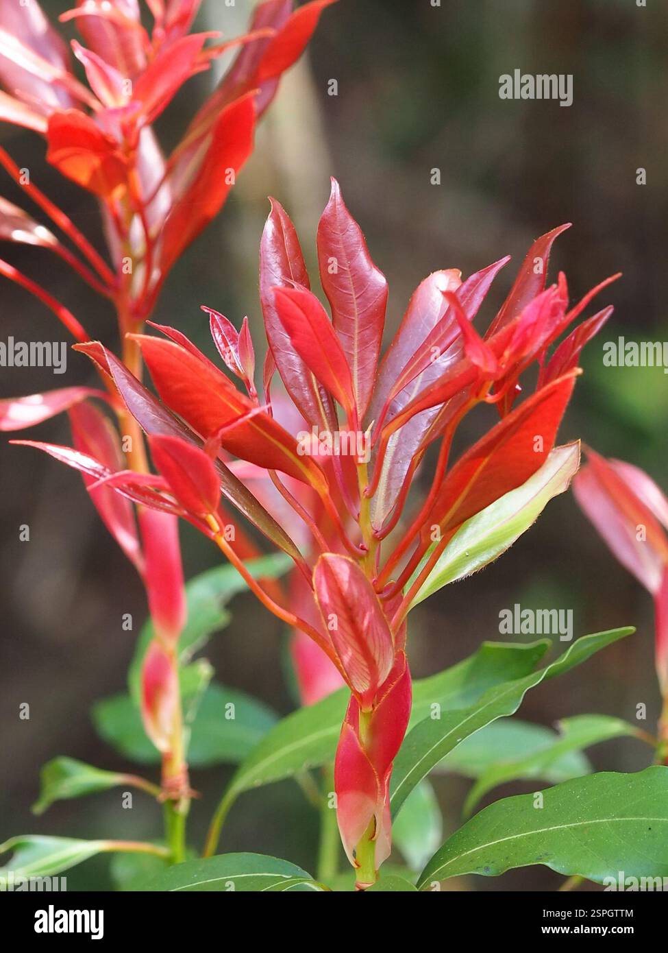 Red Machilus (Machilus thunbergii), Plantae, 台灣新北市 Stock Photo - Alamy