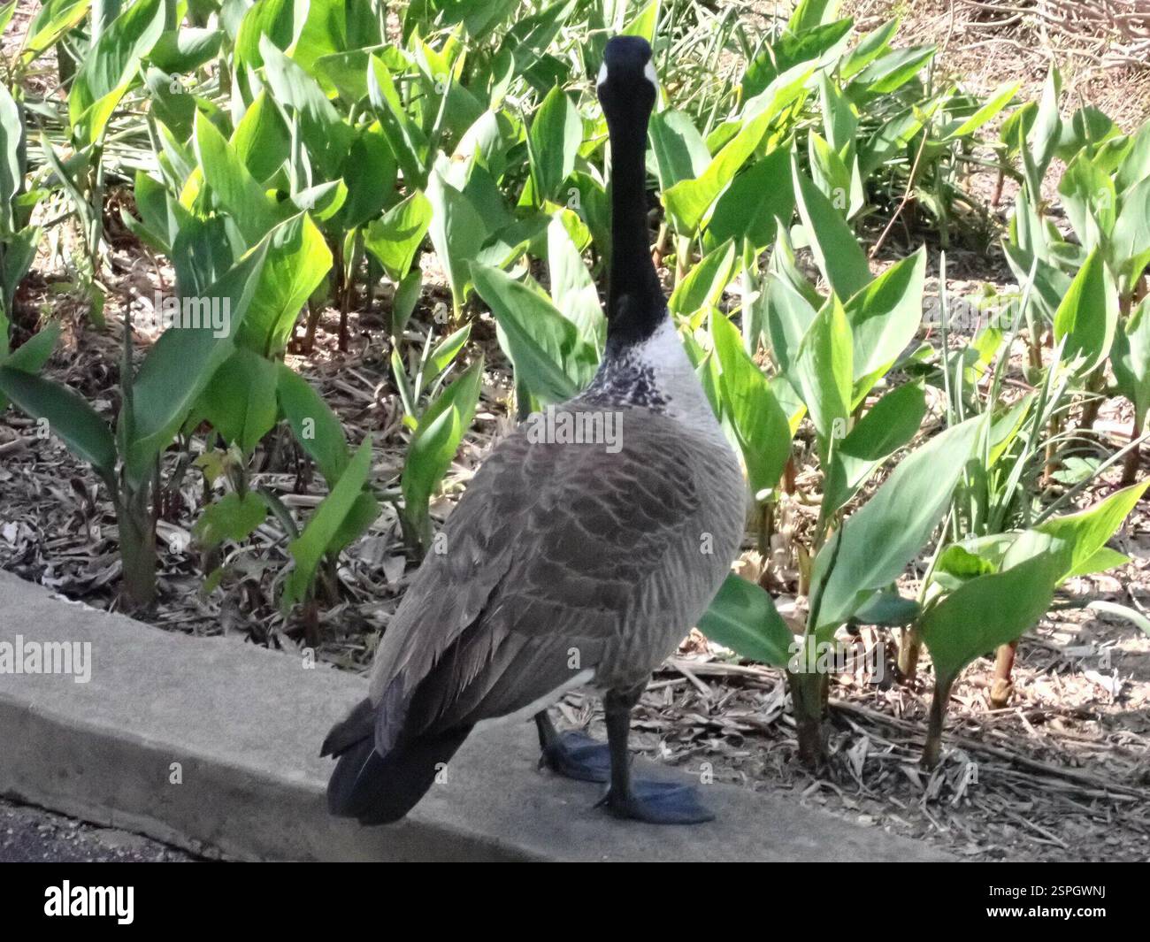 Canada Goose (Branta canadensis), Aves, Wake County, US-NC, US Stock ...