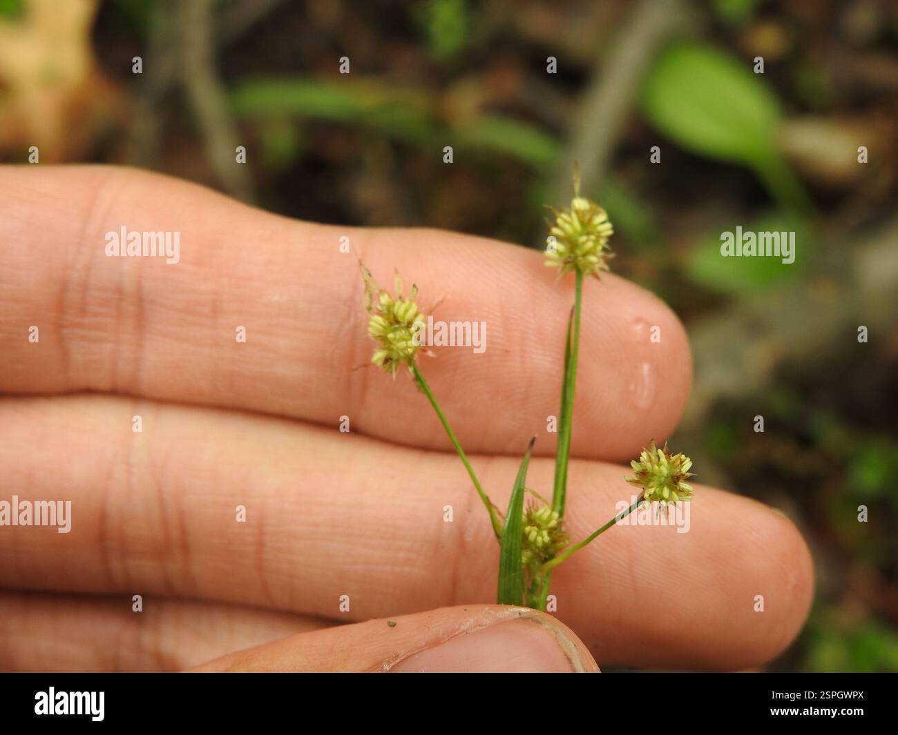 Hedgehog Woodrush (Luzula echinata), Plantae, The Heights, Cincinnati ...