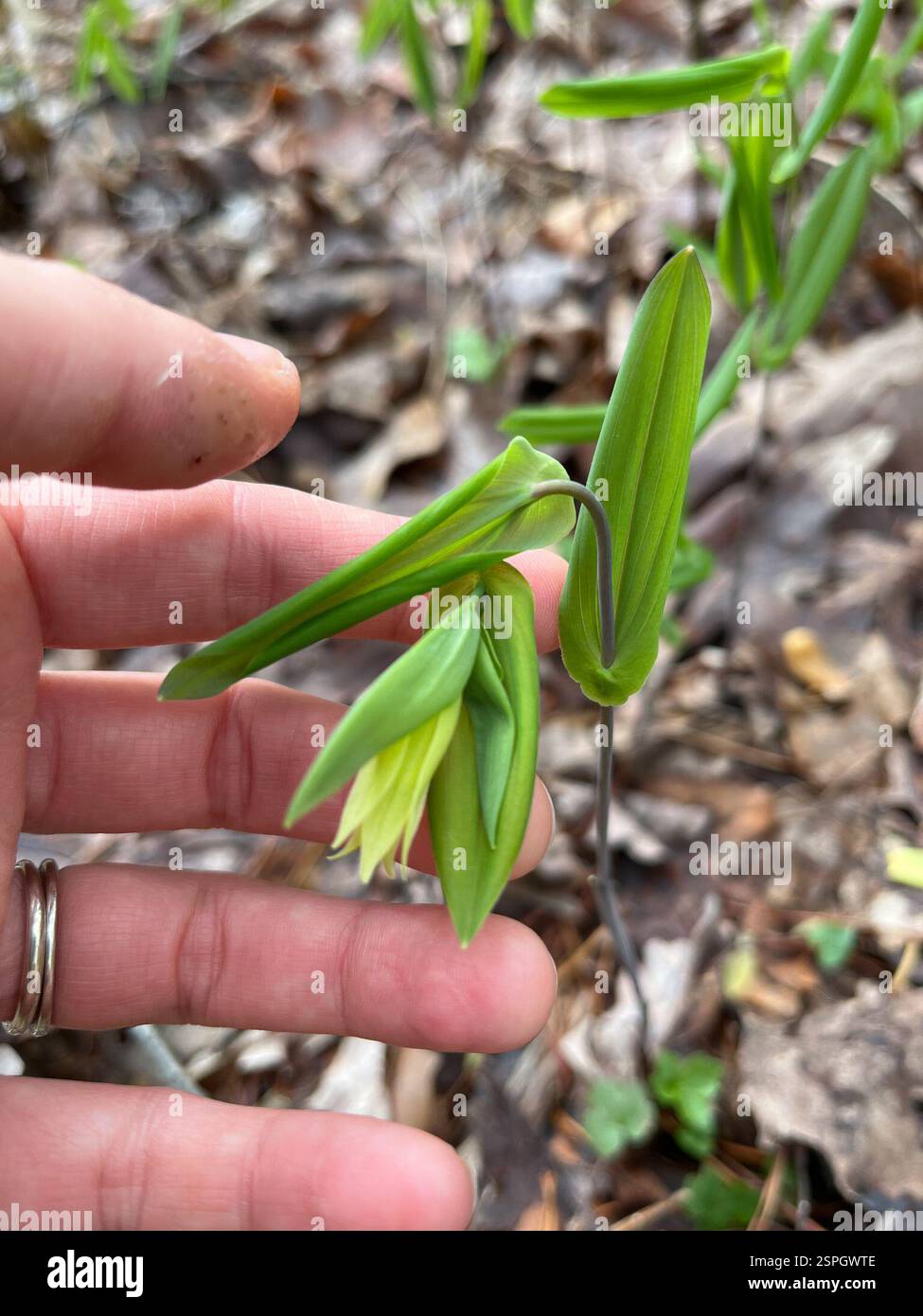 perfoliate bellwort (Uvularia perfoliata), Plantae, Rainbow Lake ...