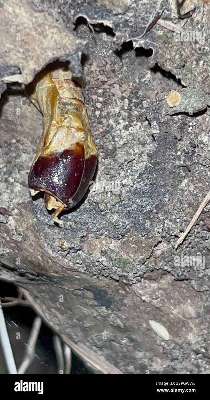 Pūriri moth (Aenetus virescens), Insecta, North Island, Clevedon ...
