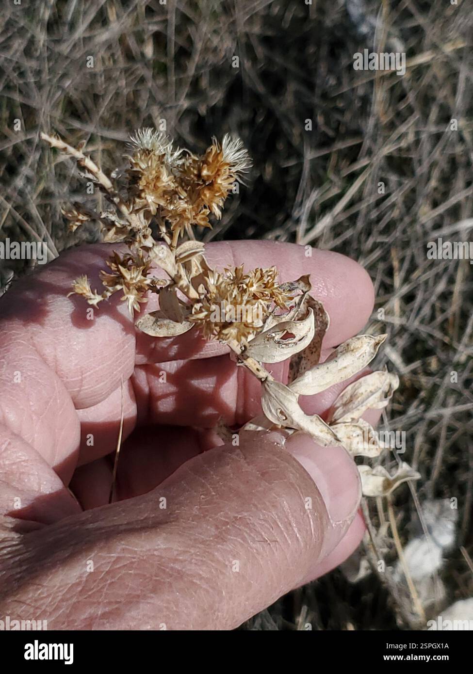 Goldenrod Gall Fly (Eurosta solidaginis), Insecta, Fergus, Montana ...