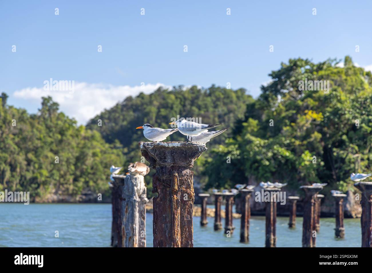 Birds on old railway line posts in Los Haitises National Park. A ...