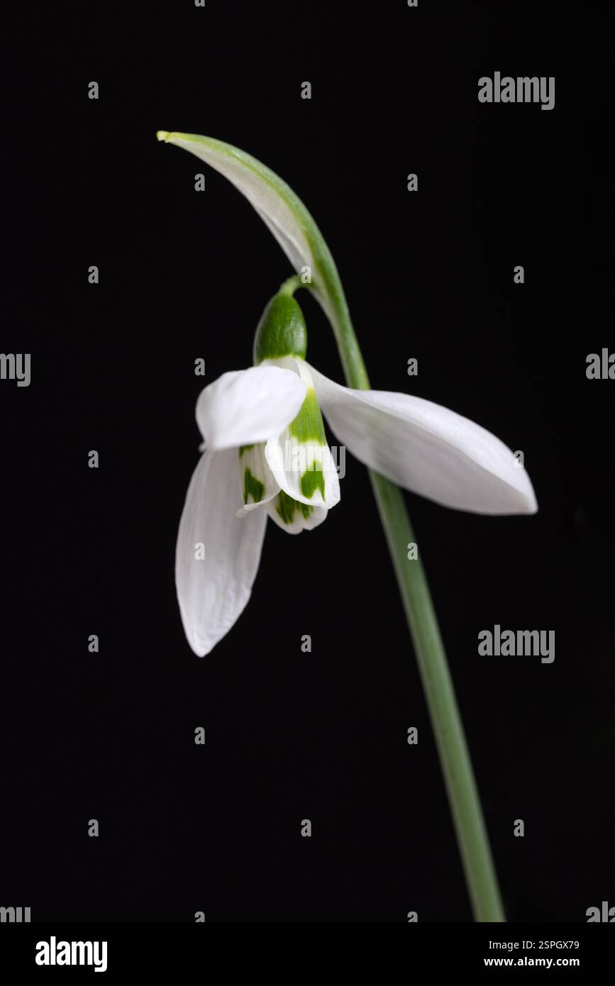 Galanthus Snow Fox Snowdrop against a black background, UK Stock Photo ...