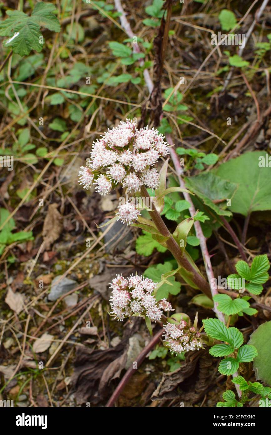 Giant Butterbur (Petasites japonicus), Plantae, 中国贵州省黔南布依族苗族自治州龙里县 ...