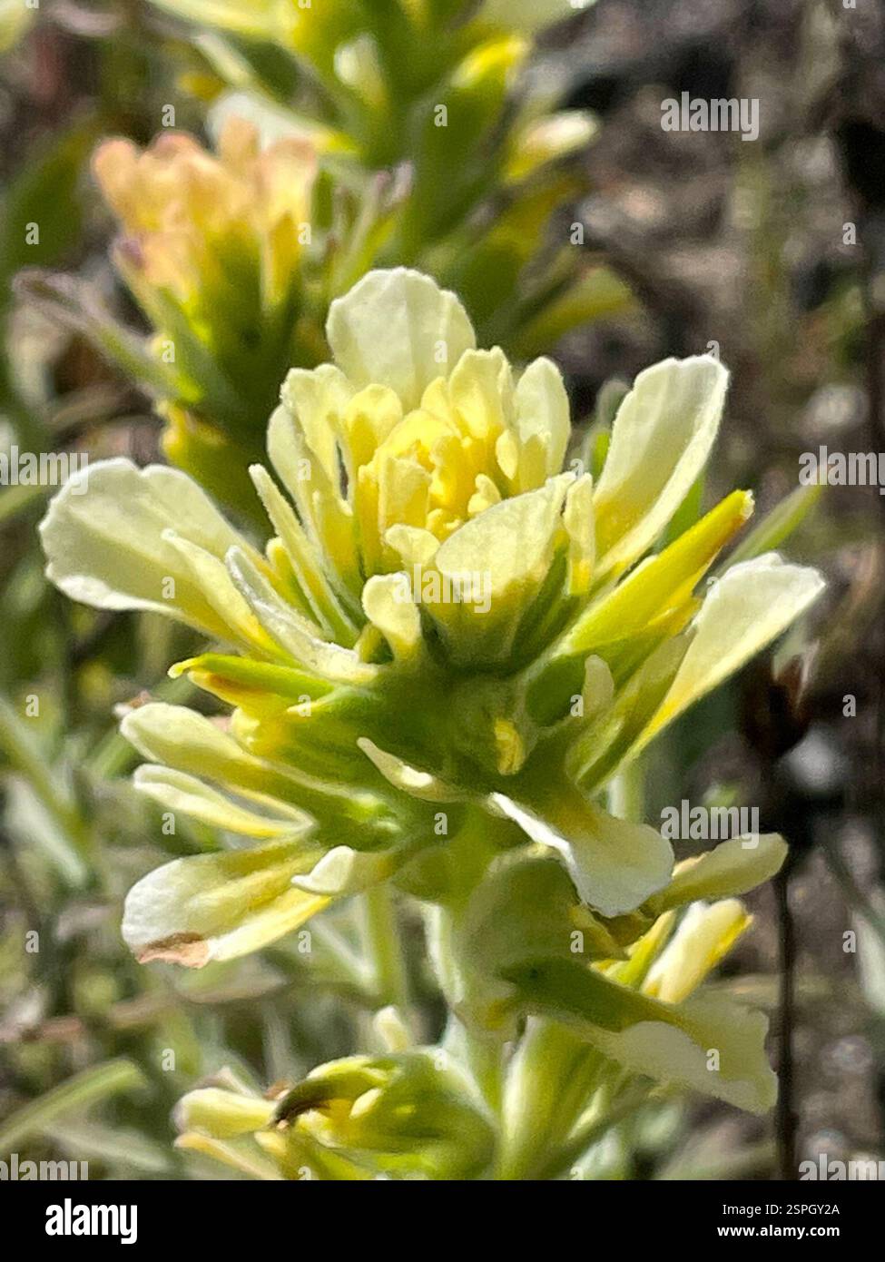 Woolly Indian Paintbrush (Castilleja foliolosa), Plantae, Fort Ord ...