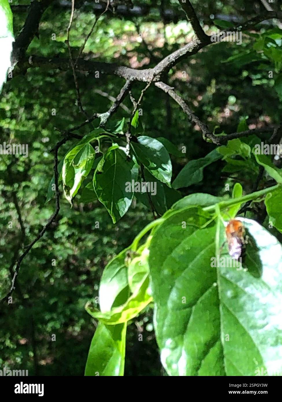 Rufous-backed Cellophane Bee (Colletes thoracicus), Insecta, Emory ...