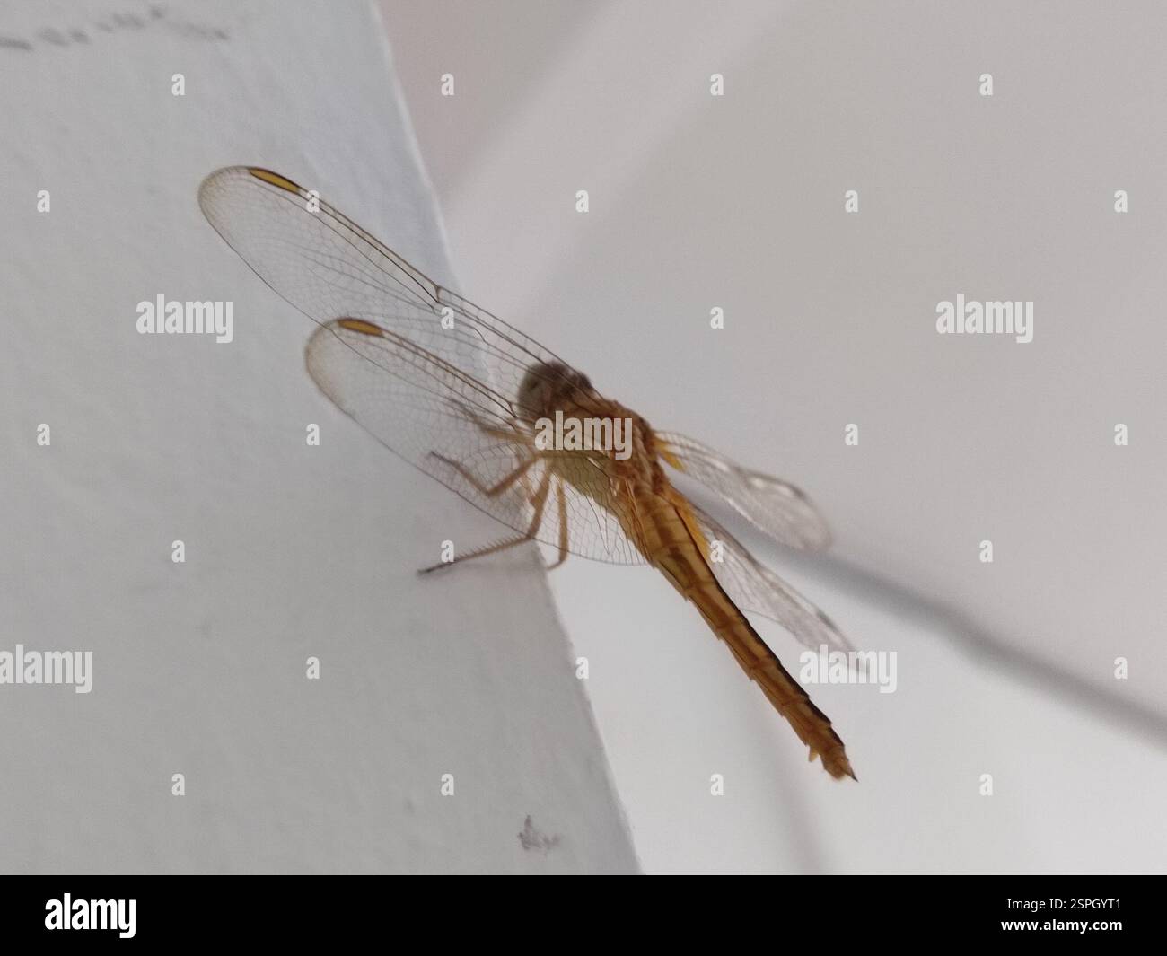 Scarlet Skimmer (Crocothemis servilia), Insecta, GH42+W6J, Pathamuttam ...