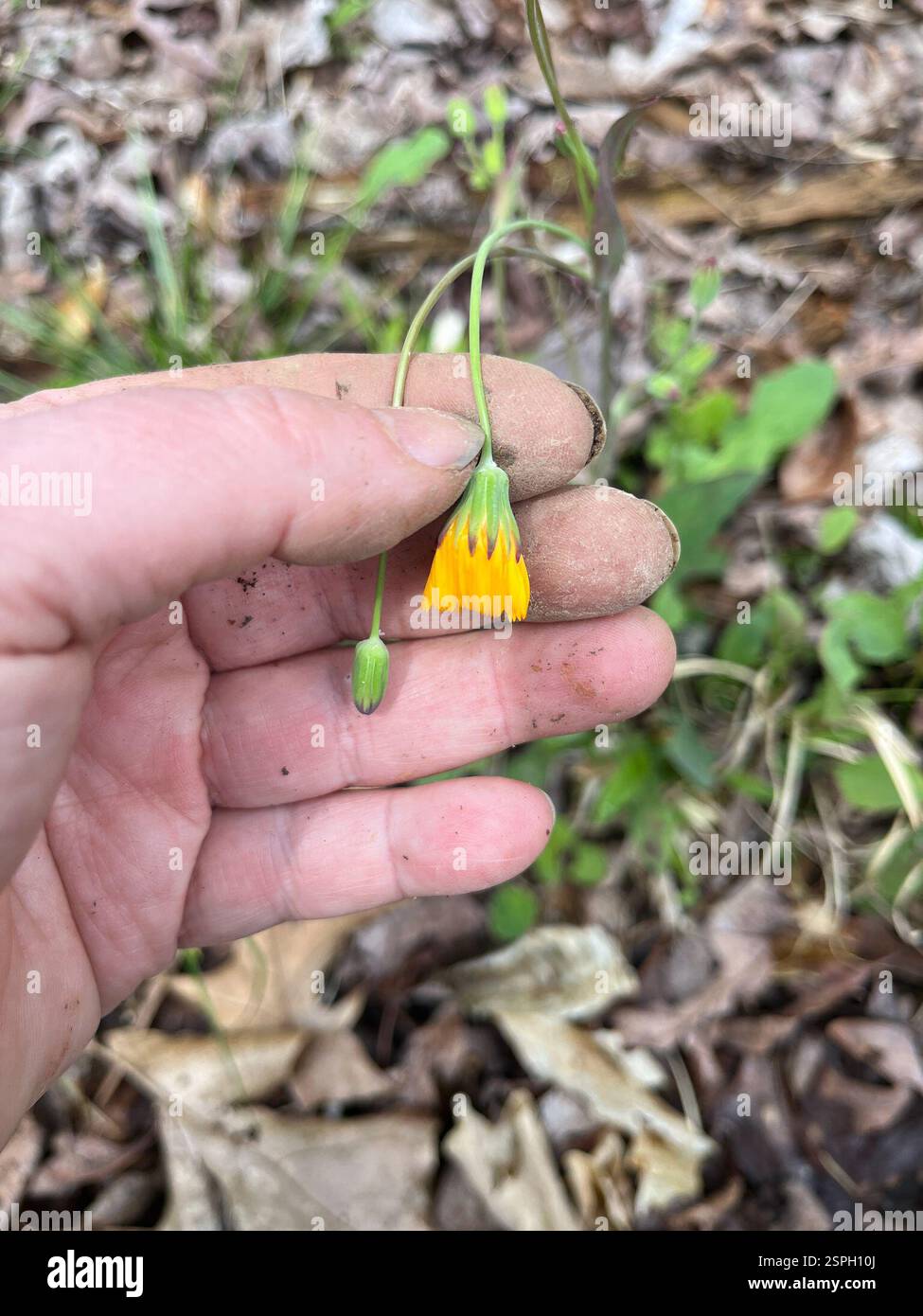 Two-flower Dwarf-dandelion (Krigia biflora), Plantae, Nicholas County ...