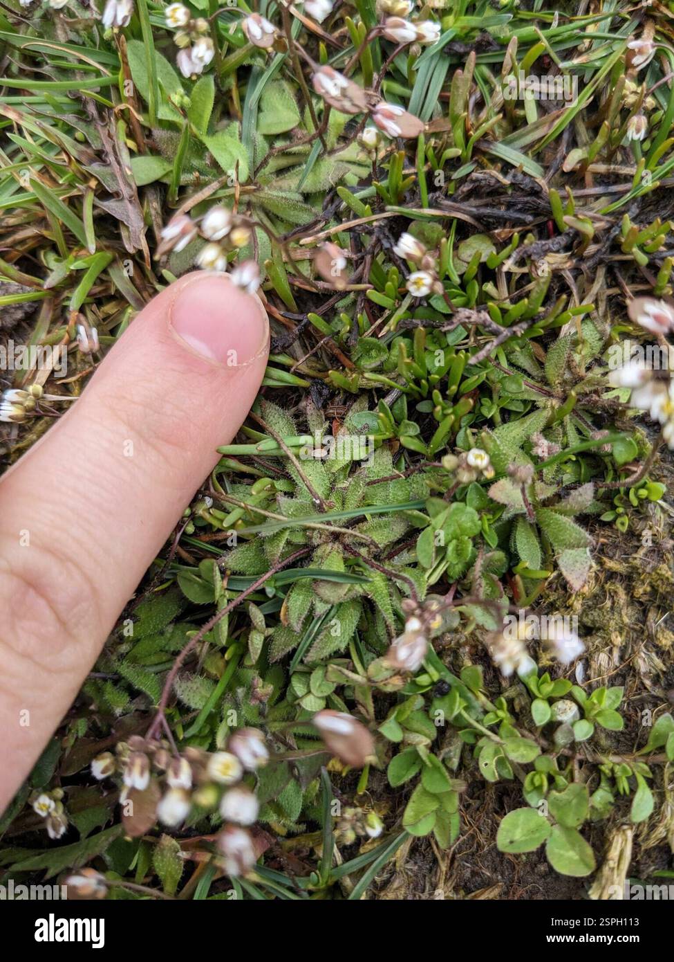 Common Whitlowgrass (Draba verna), Plantae, North End East, Hamilton ...