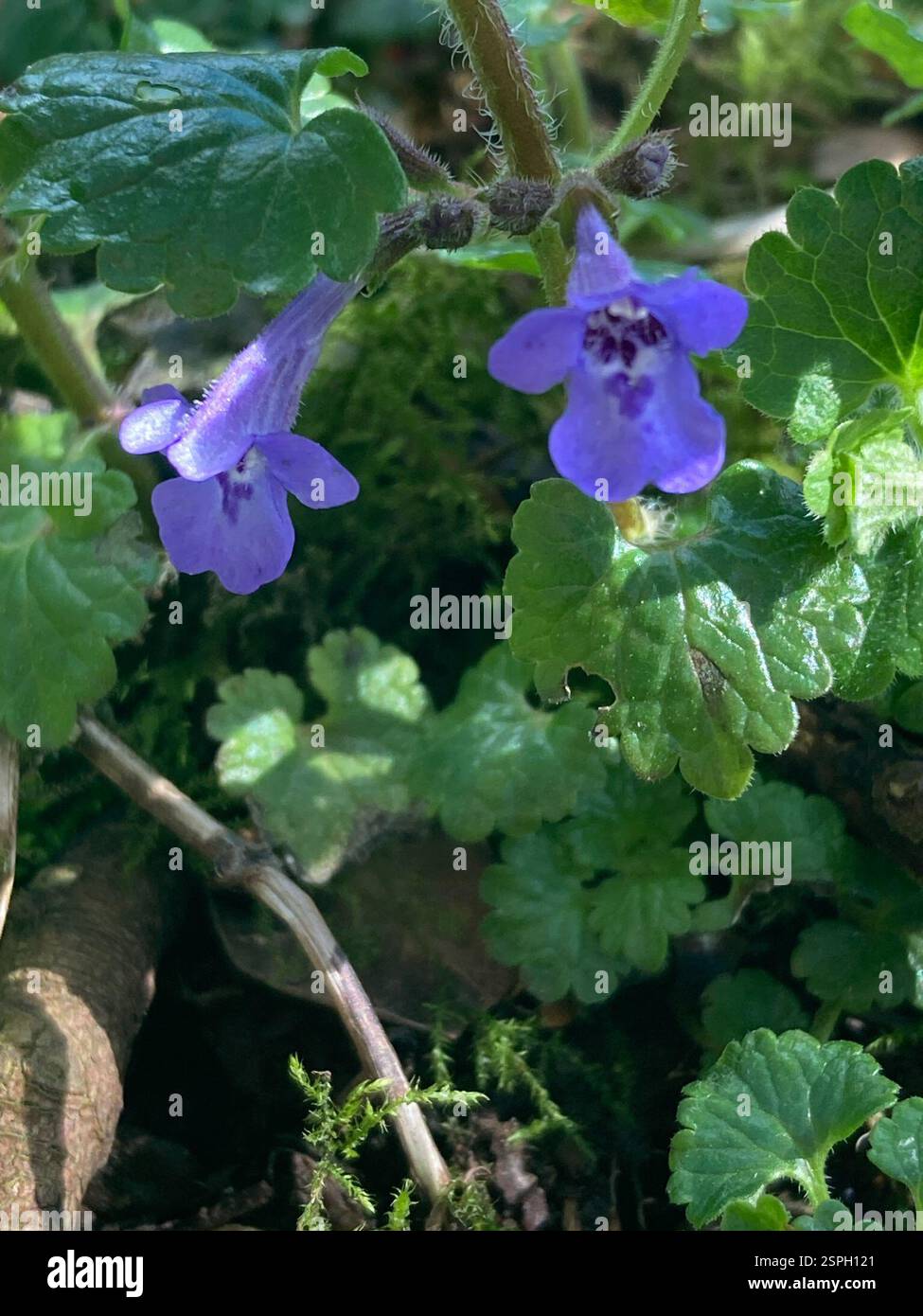 ground-ivy (Glechoma hederacea), Plantae, Lochar Ward, Dumfries ...