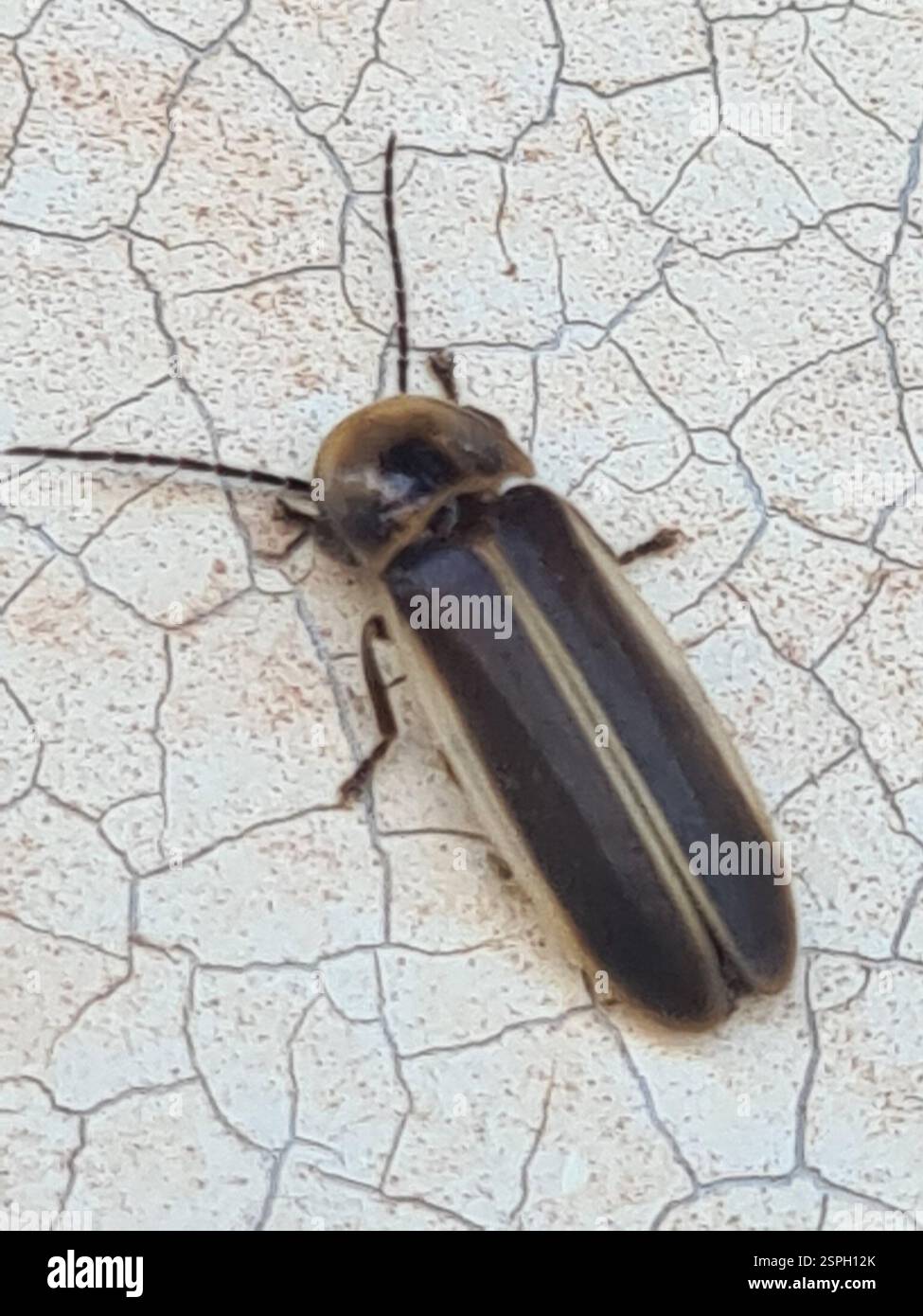 typical fireflies (Lampyrinae), Insecta, Kwakoegron, Suriname Stock ...