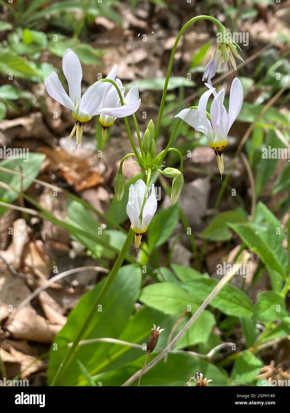 eastern shooting star (Primula meadia), Plantae, Buffalo National River, Jasper, AR, US Stock ...