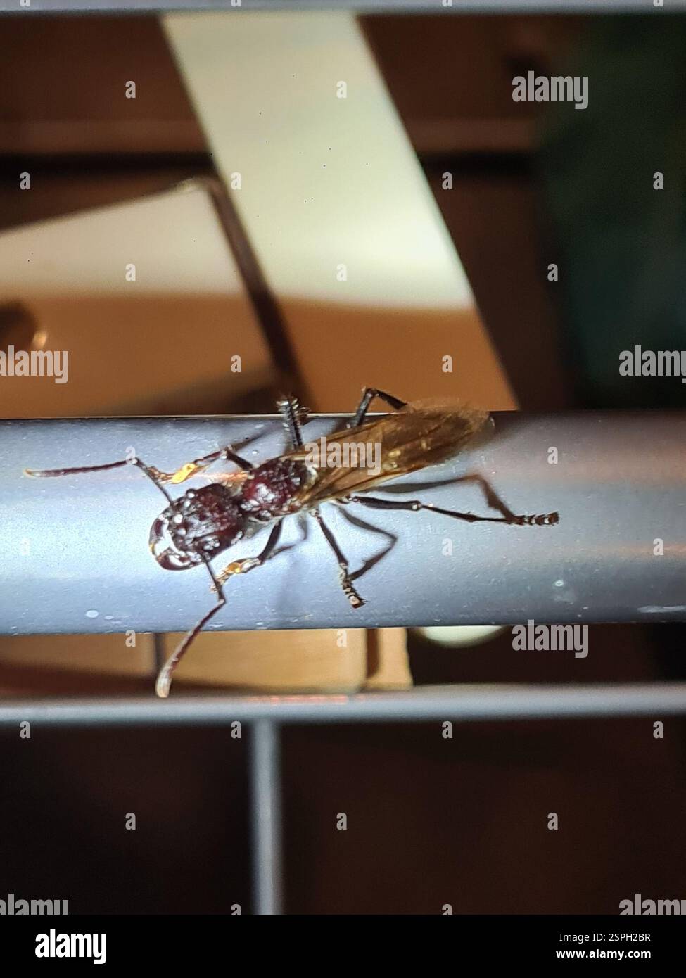 Bullet Ant (Paraponera clavata), Insecta, Klaaskreek, SR-BR, SR Stock ...