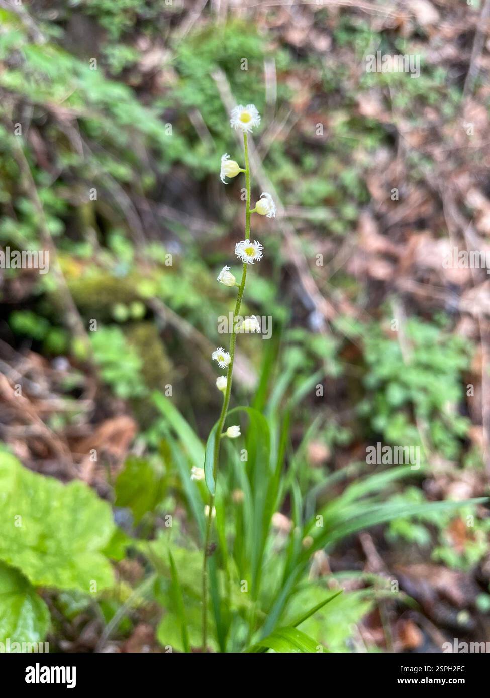 twoleaf miterwort (Mitella diphylla), Plantae, Nantahala National ...