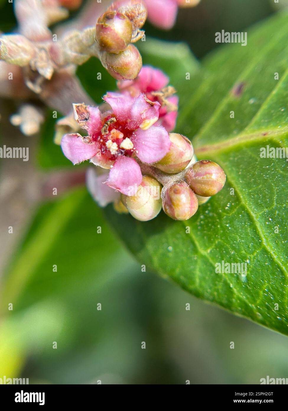 lemonade berry (Rhus integrifolia), Plantae, Montaña de Oro State Park ...