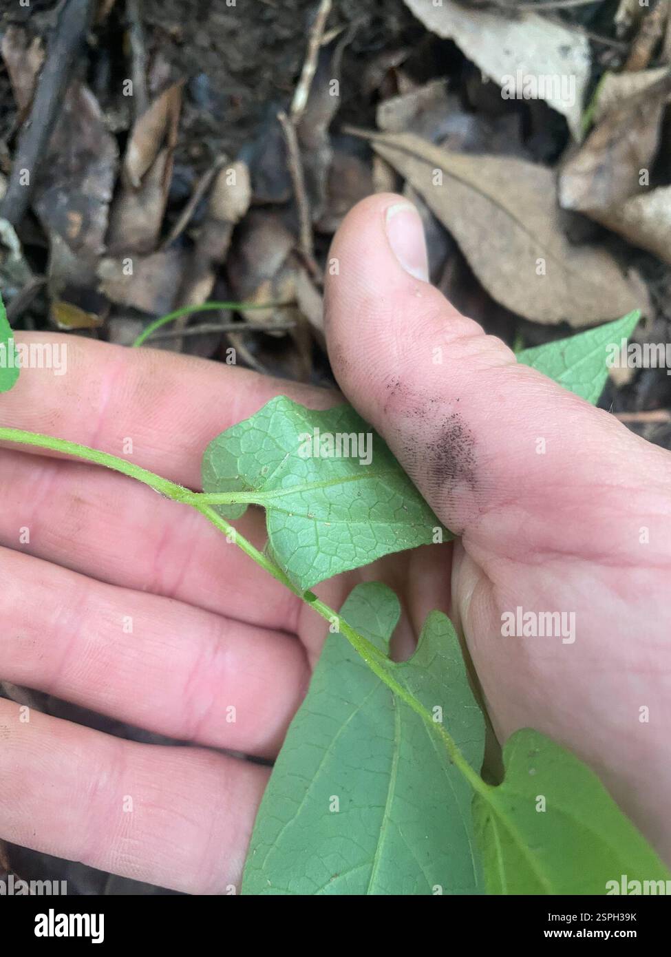 Virginia snakeroot (Aristolochia serpentaria), Plantae, S Ashwood Ave ...